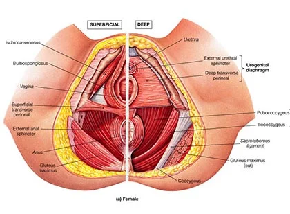 Female External Pelvic Anatomy